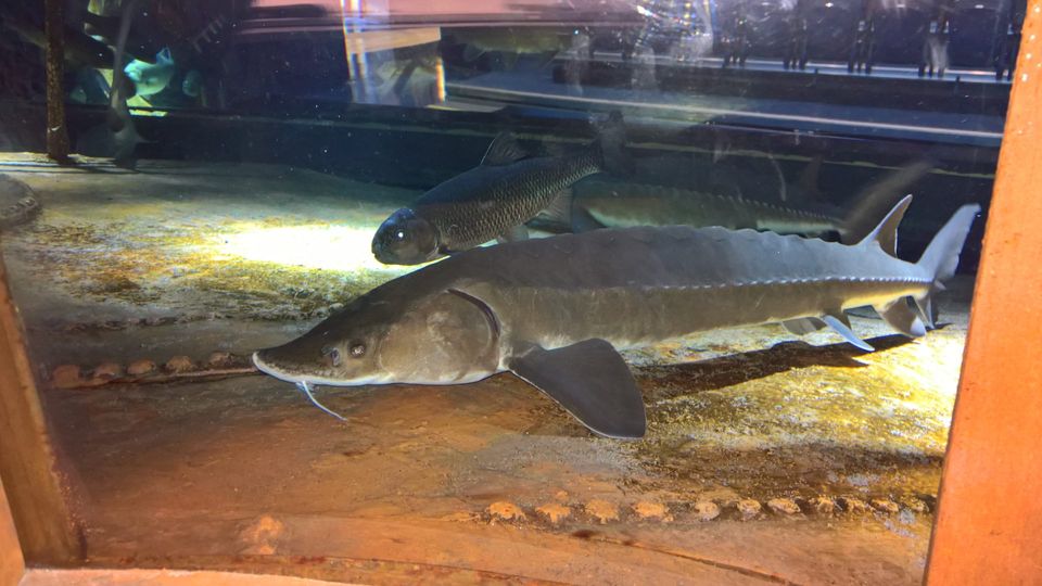 Brockville Aquatarium & Andrew Asquith