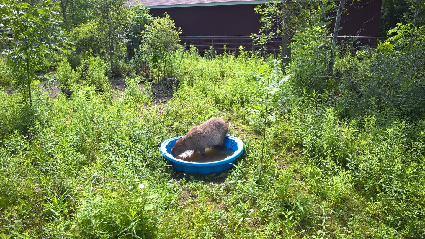 Saunders Country Critters & Andrew Asquith