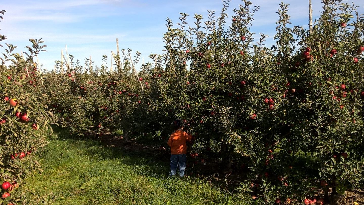Smyths Orchard & Andrew Asquith